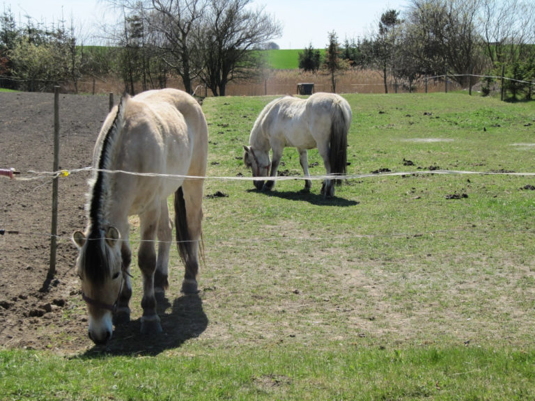 10 Most Common Horse Breeds - Lilly Horse
