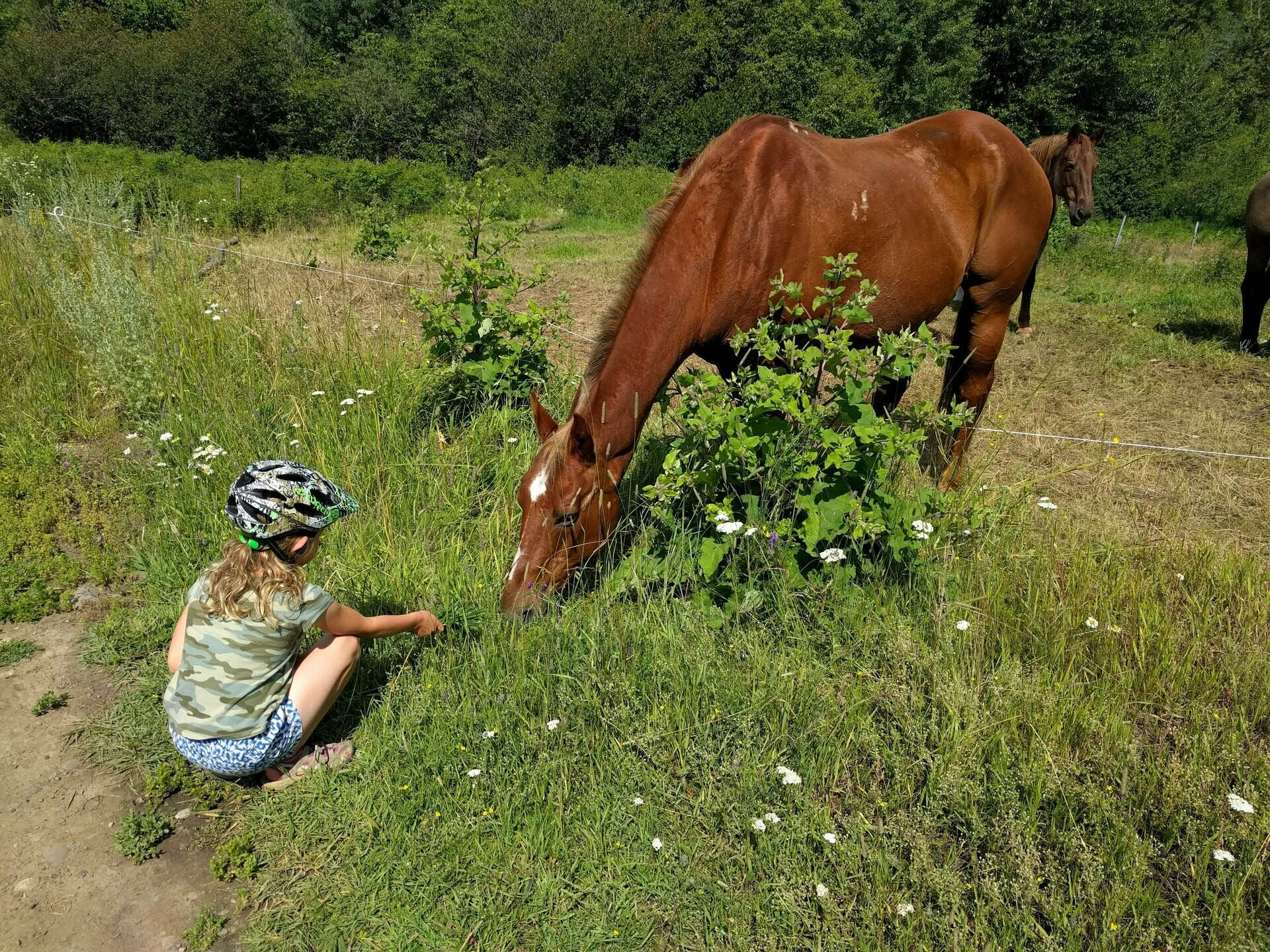 10 Most Common Horse Breeds - Lilly Horse
